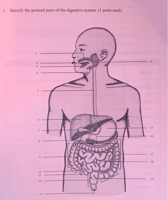 Solved 1. Identify the pointed parts of the digestive | Chegg.com