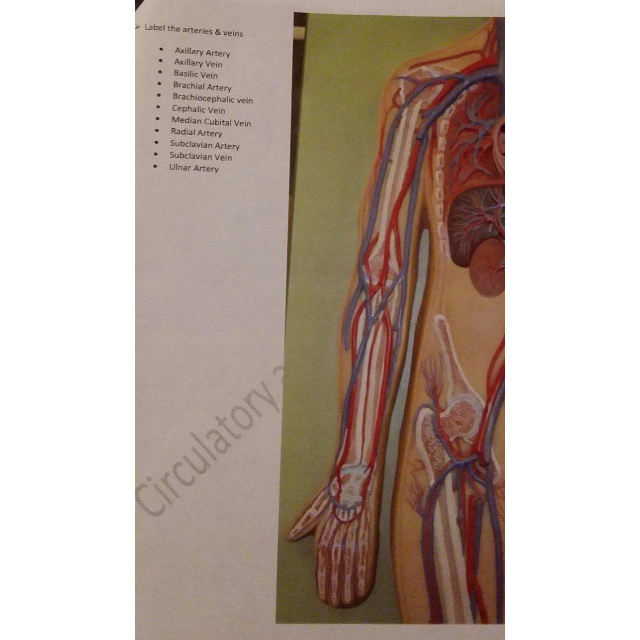 Solved Label these Label these specific arteries and veins | Chegg.com