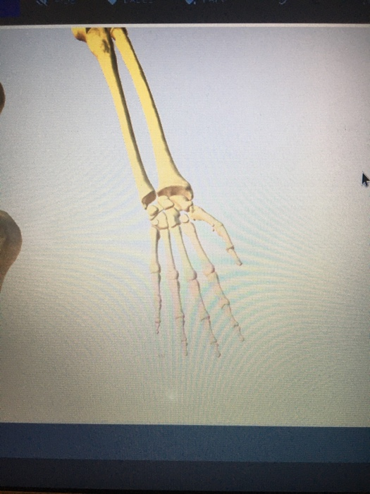 Solved labeled the wrist and hand | Chegg.com