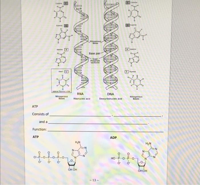 Solved Monomer (building block of Lipids: Draw this | Chegg.com