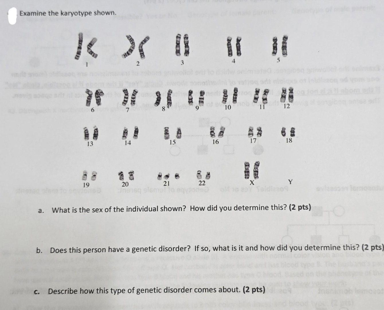 Solved Examine the karyotype shown.Ya. ﻿What is the sex of | Chegg.com