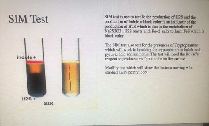 Solved Differentiation test Sucrose Fermentation Test • | Chegg.com
