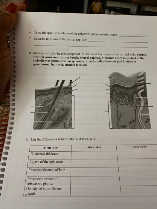 Solved 6. Name the specific sub-layer of the epidermis where | Chegg.com