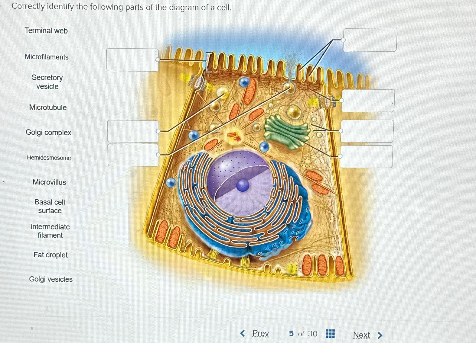 Solved Correctly identify the following parts of the diagram | Chegg.com