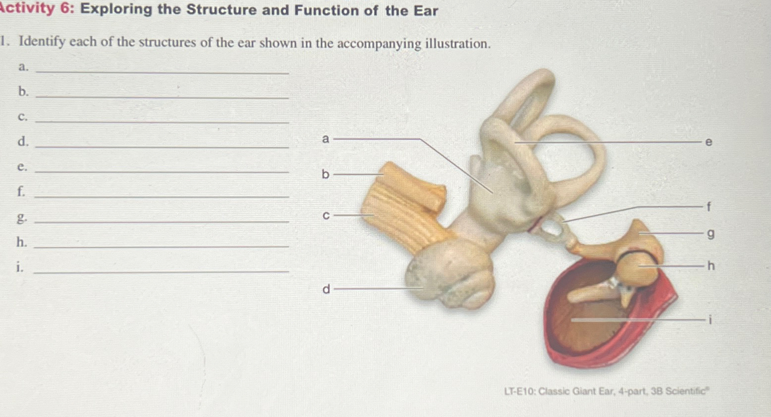 Solved Activity 6: Exploring the Structure and Function of | Chegg.com