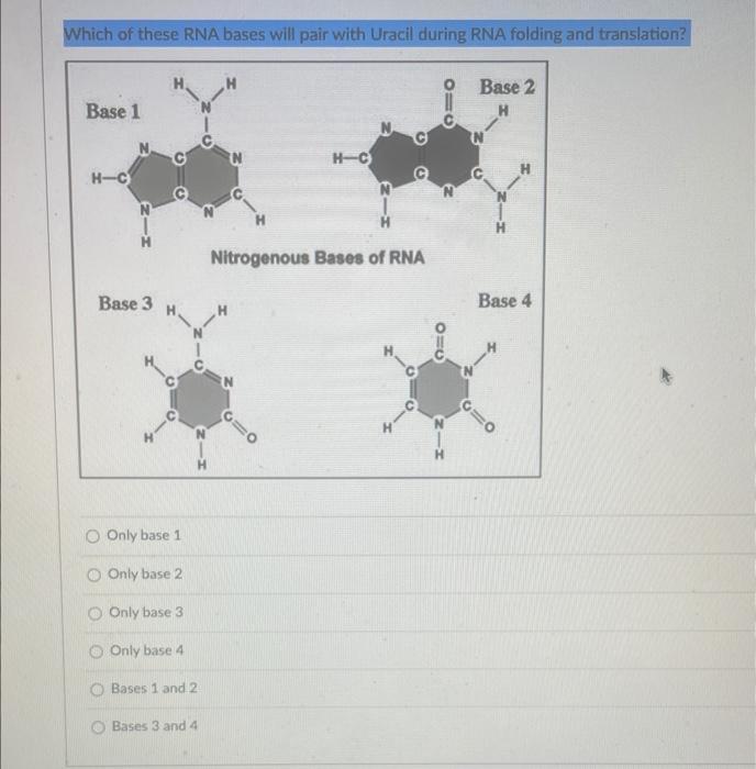 Solved Which of these RNA bases will pair with Uracil during | Chegg.com