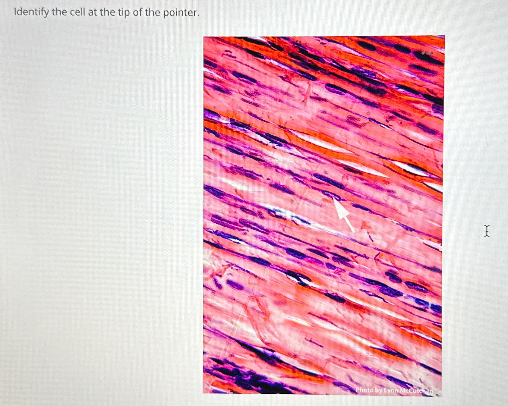 Solved Identify the cell at the tip of the pointer. | Chegg.com