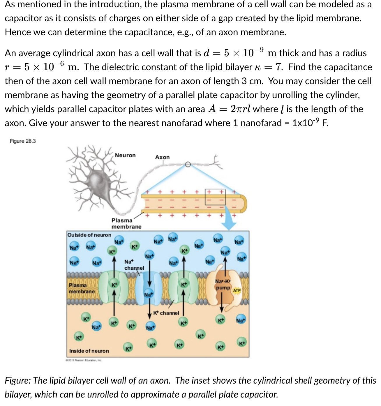 [Solved]: As mentioned in the introduction, the plasma membr