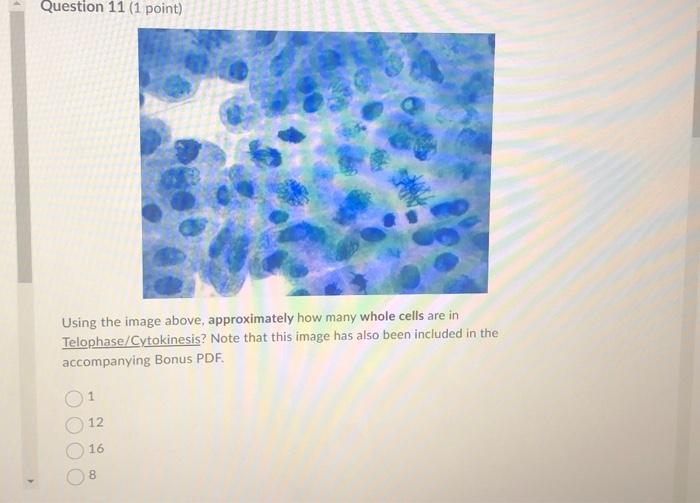 Solved Question 11 (1 point) Using the image above, | Chegg.com
