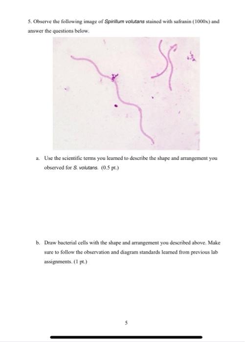 Solved Name: Class Section: Date: SIMPLE STAINING OBJECTIVES | Chegg.com