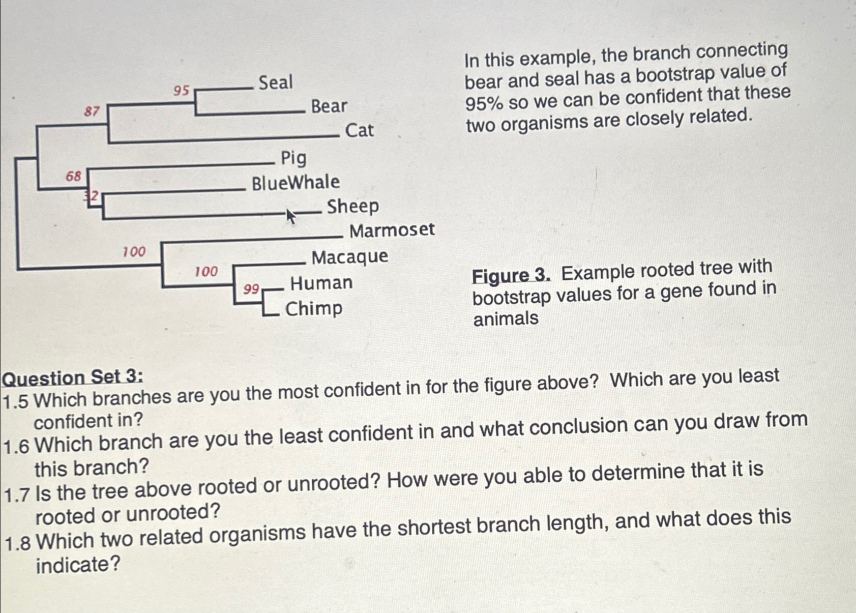 Solved In this example, the branch connecting bear and seal | Chegg.com