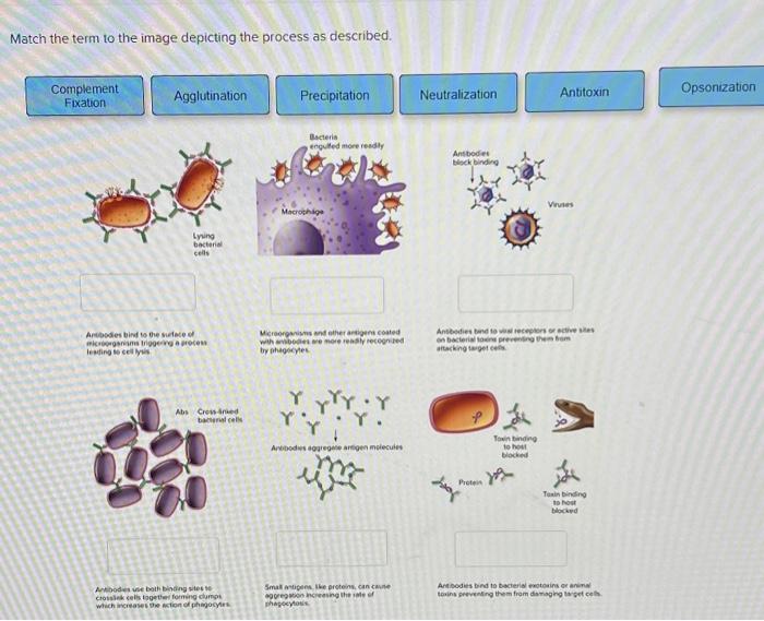 Match the term to the image depicting the process as | Chegg.com