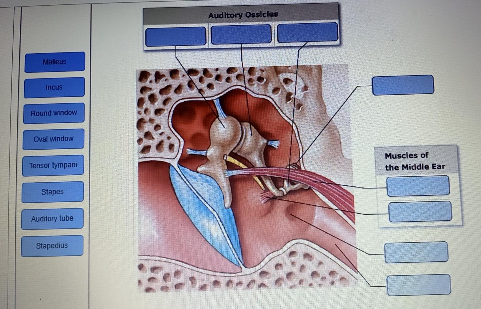 Solved Auditory Oasisles Malleus Incus Round window Oval | Chegg.com