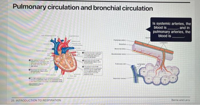 Solved Pulmonary circulation and bronchial circulation | Chegg.com