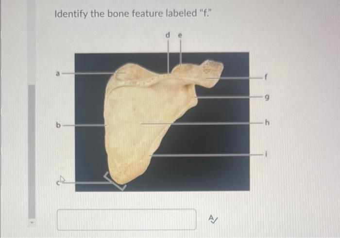 Solved Identify the bone feature labeled "f." | Chegg.com