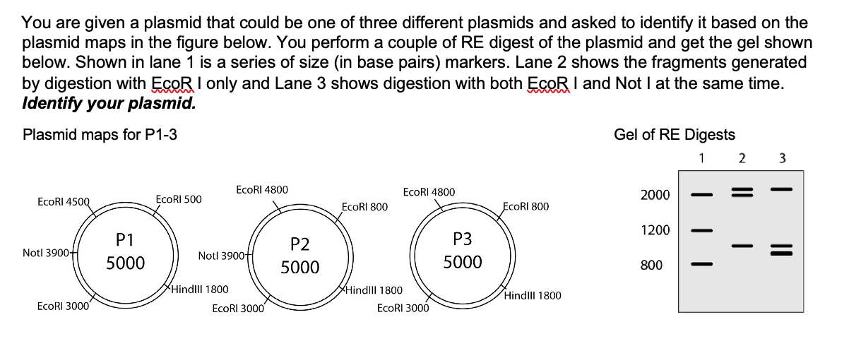 Solved You are given a plasmid that could be one of three | Chegg.com