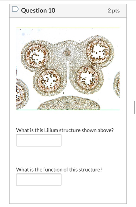 Solved D Question 10 2 pts What is this Lilium structure | Chegg.com