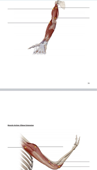 Solved 35 Muscle Action: Elbow Extension | Chegg.com