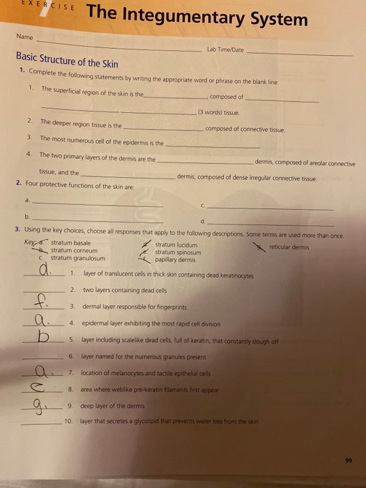 Solved Hercise The Integumentary System Name Lab Time/Date | Chegg.com