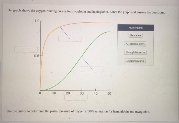 Solved The graph shows the oxygen-binding curves for | Chegg.com