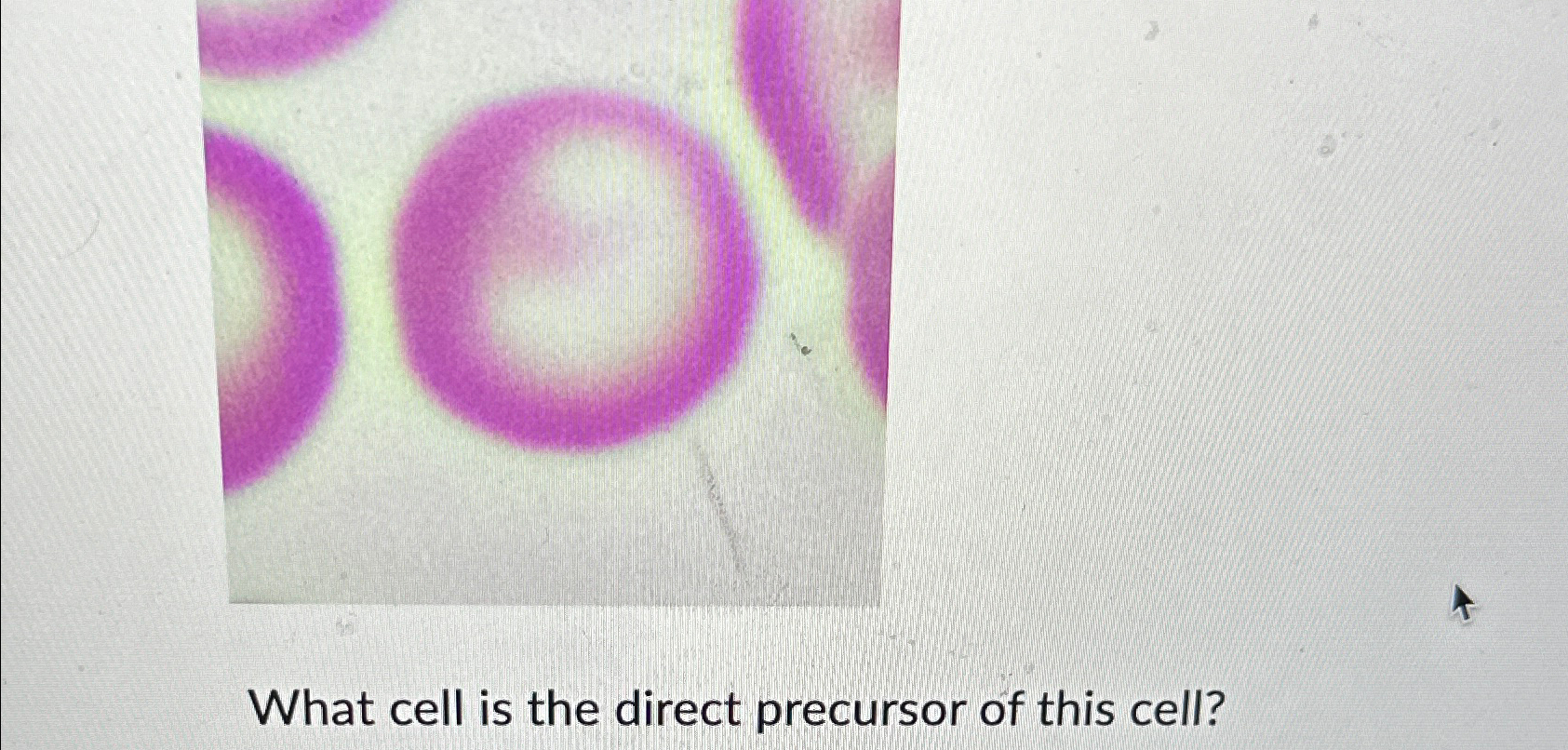 Solved What cell is the direct precursor of this cell? | Chegg.com