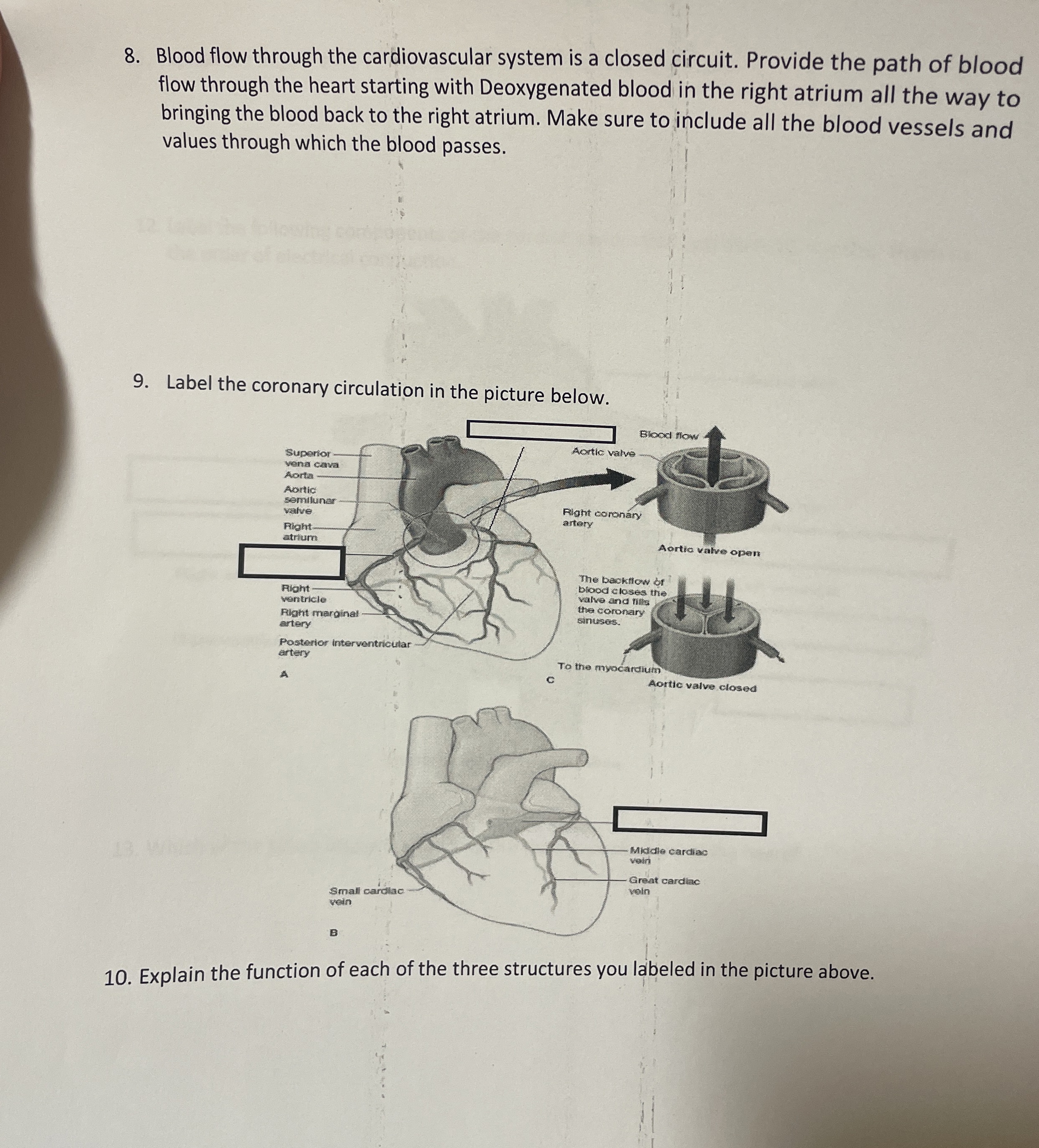 Solved Blood flow through the cardiovascular system is a | Chegg.com