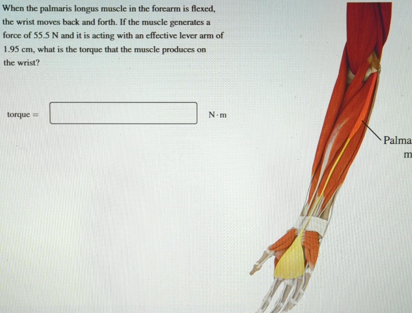 Solved When the palmaris longus muscle in the forearm is | Chegg.com