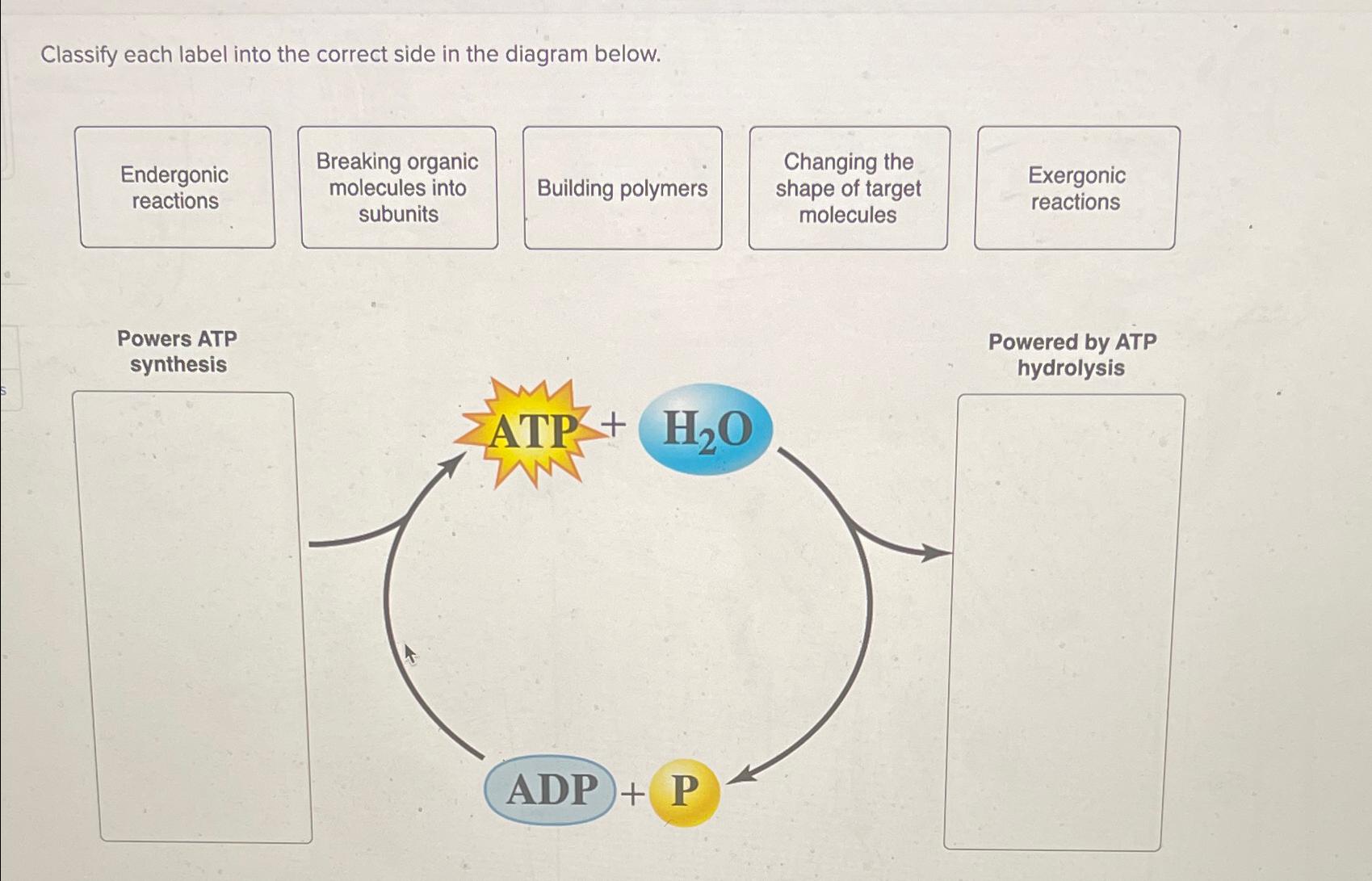 Solved Classify each label into the correct side in the | Chegg.com