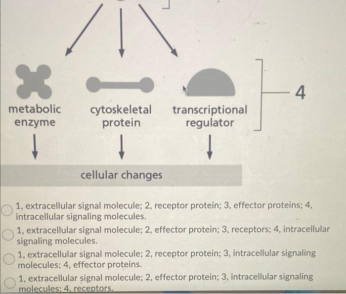 Solved Which of the following correctly labels the | Chegg.com