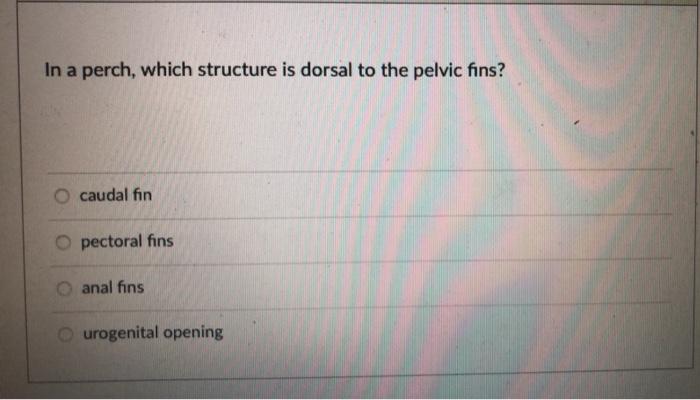 Solved In a perch, which structure is dorsal to the pelvic | Chegg.com