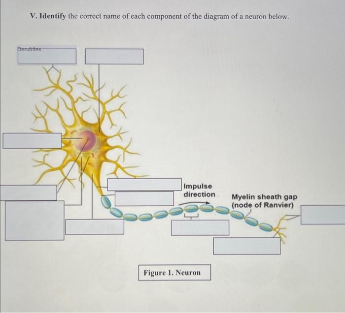 Solved V. Identify the correct name of each component of the | Chegg.com