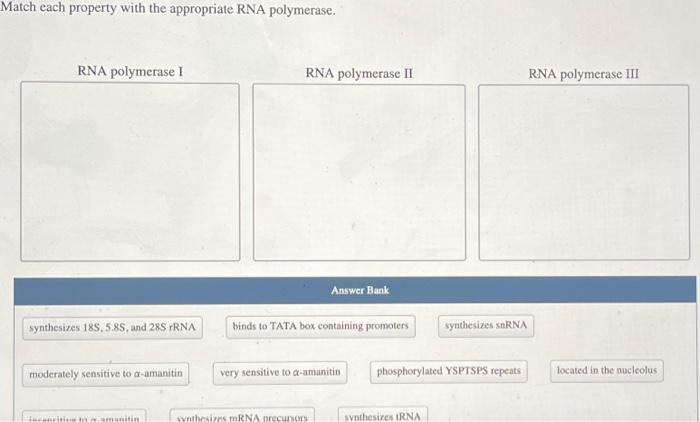 Solved Match each property with the appropriate RNA | Chegg.com