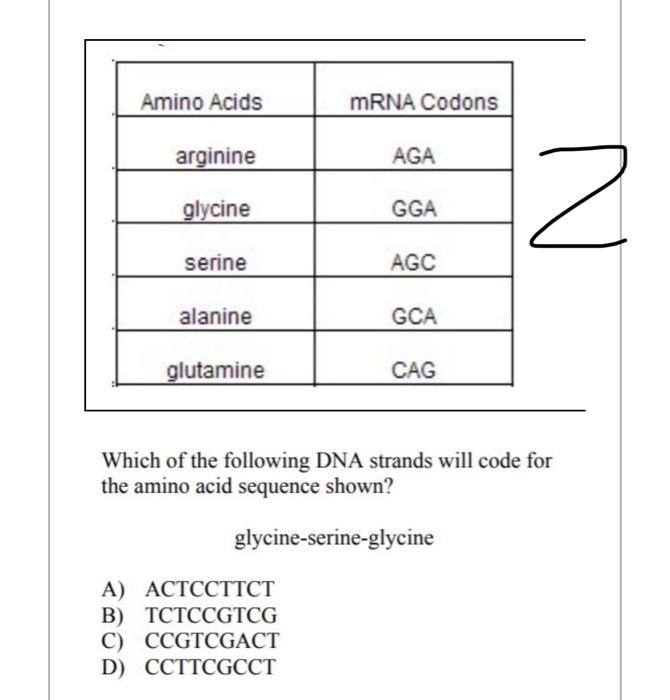 Solved Amino Acids mRNA Codons arginine AGA glycine GGA | Chegg.com