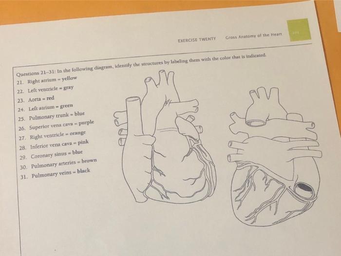 Solved Gross Anatomy of the Heart EXERCISE TWENTY Questions | Chegg.com