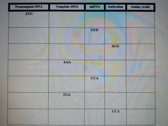 Solved Nontemplate DNA Template DNA mRNA Anticodon Amino | Chegg.com
