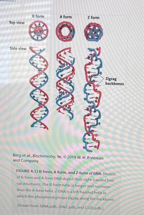 Solved 2. DNA. Compare A-form to B-form DNA. Look carefully | Chegg.com