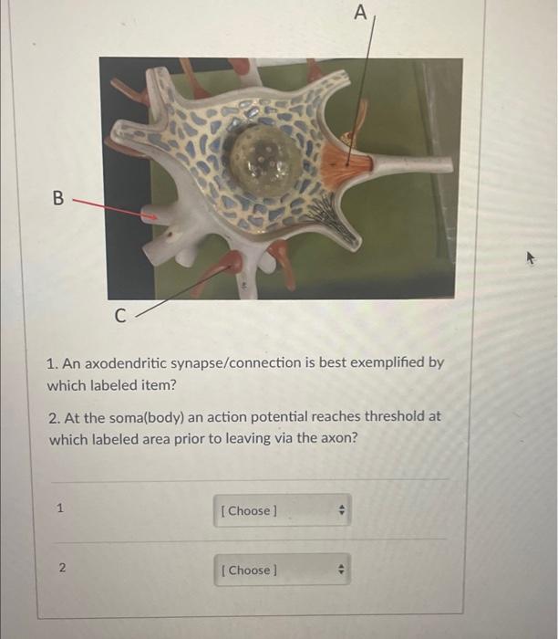 Solved 1. An axodendritic synapse/connection is best | Chegg.com