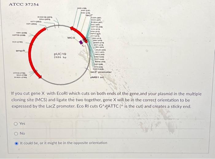 Solved If you cut gene X with EcoRI which cuts on both ends | Chegg.com