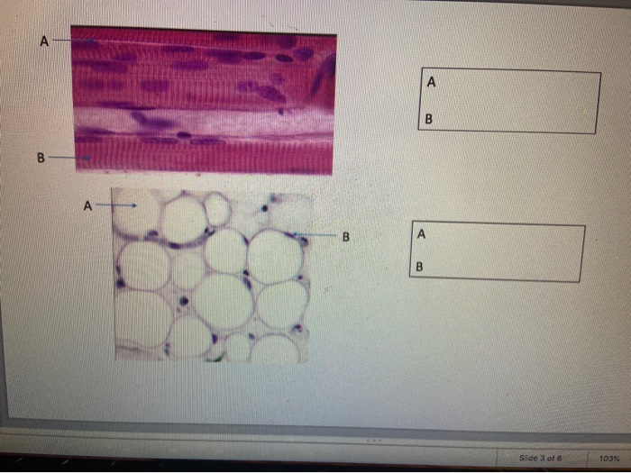 Solved A A B B B А B Silde 3 of 6 103% | Chegg.com Solved A A B B B А B Silde 3 of 6 103% | Chegg.com