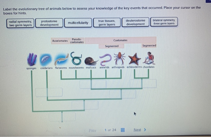 Solved Label the evolutionary tree of animals below to | Chegg.com