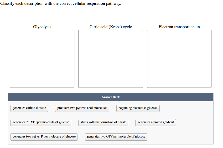 Solved Classify each description with the correct cellular | Chegg.com