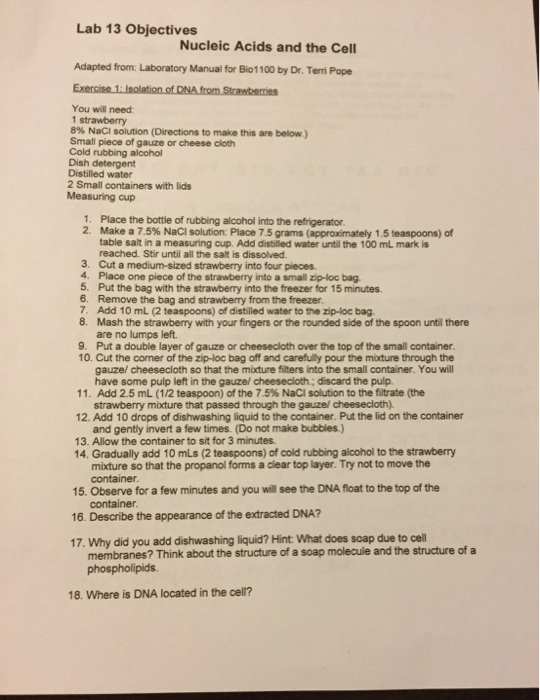 Solved Lab 13 Objectives Nucleic Acids and the Cell Adapted | Chegg.com