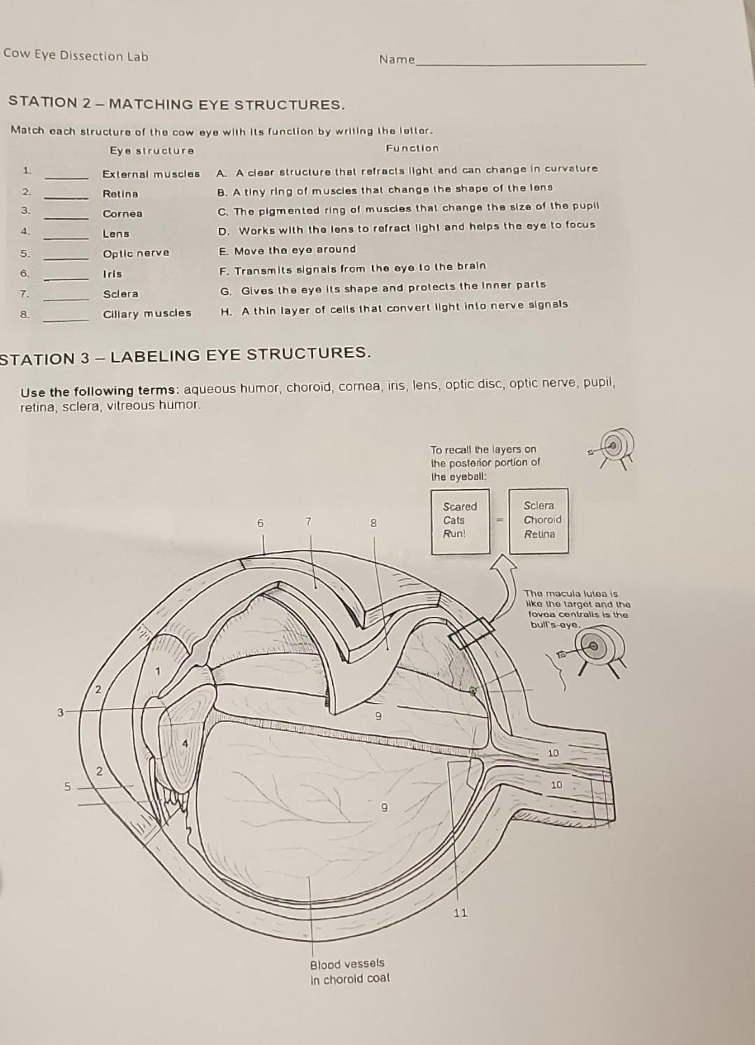 Solved STATION 2 - MATCHING EYE STRUCTURES. Match each | Chegg.com