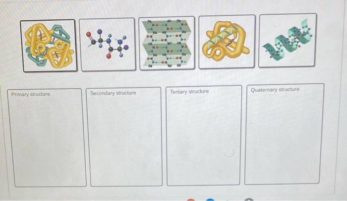 Solved Primary structure Secondary structure Tertiary | Chegg.com