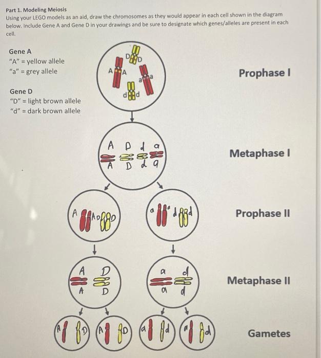Solved Part 1. Modeling Meiosis Using your LEGO models as an | Chegg.com