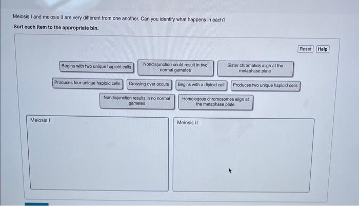 Solved what goes into meiosis i and what goes into meiosis | Chegg.com