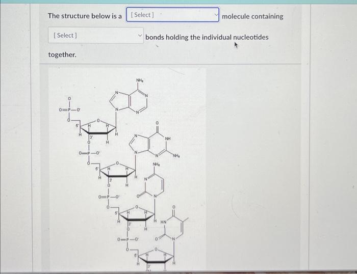 Solved the structure below is a: nucleoside, nucleotide, | Chegg.com