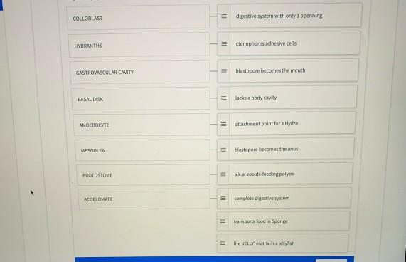 Solved COLLOBLAST lll digestive system with only openning | Chegg.com