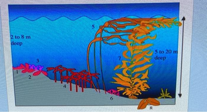 Solved Observe the following group of seaweeds. Based on | Chegg.com