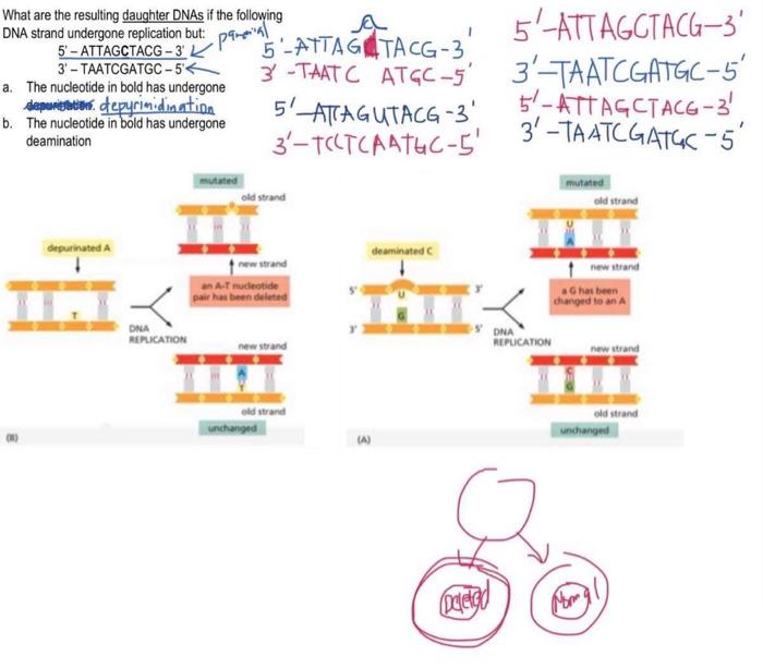 What are the resulting daughter DNAs if the following | Chegg.com